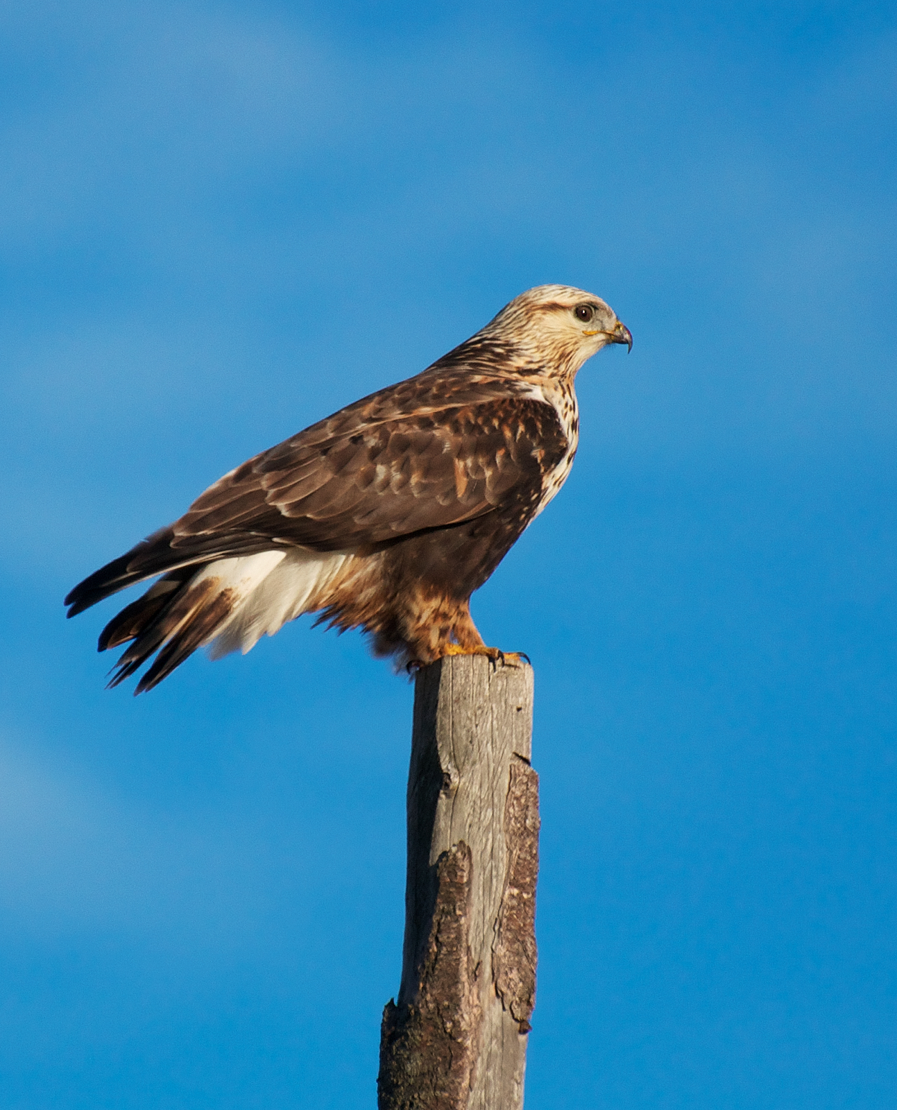 NW Bird Blog: Rough-legged Hawk